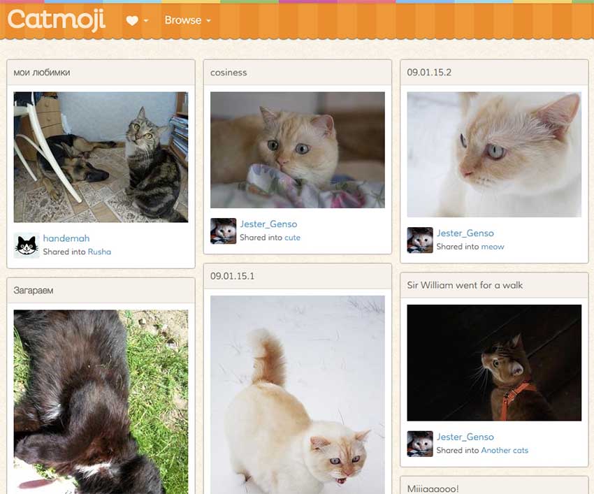 Запущена социальная сеть Catmoji для общения кошек